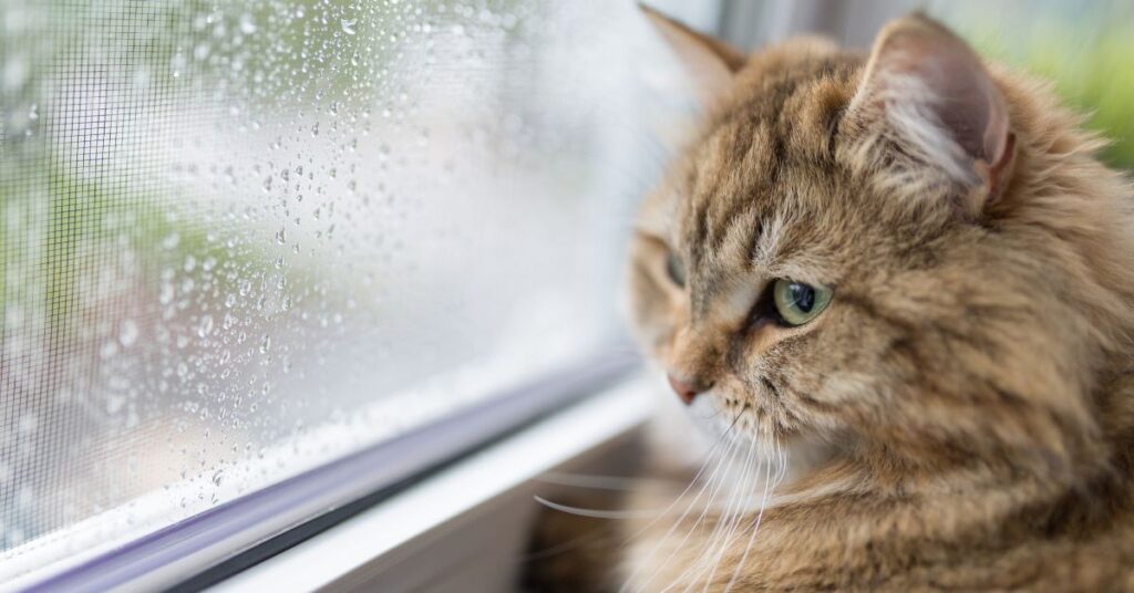 Ensure Pet Safety with Cat Proof Window Screen Replacement | AAA Screen ...