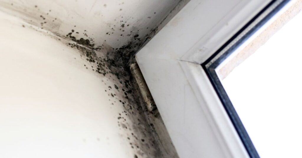 Black Mold On Windows - Causes, Removal, and Prevention